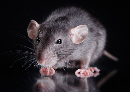 Evict rats before they hunker down - Pemco.com Blog