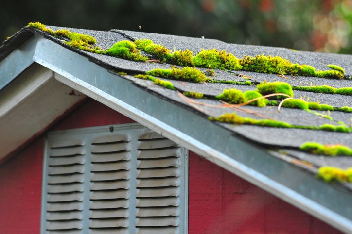 Spring moss removal and gutter maintenance